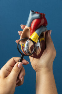 ¿En qué lado está el corazón? Descubre la verdad sobre la ubicación